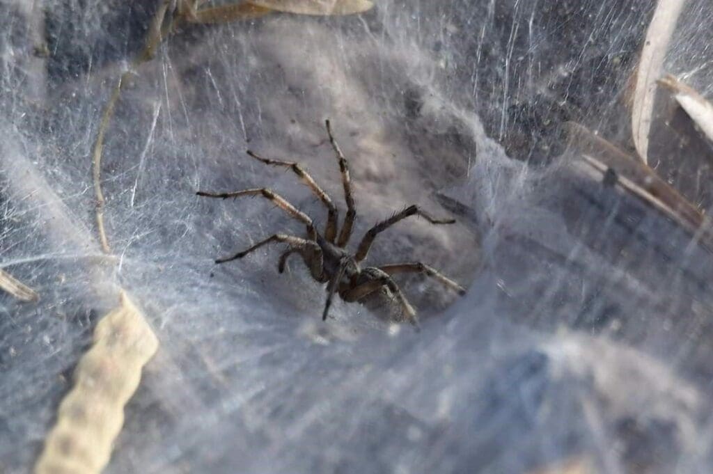 The Funnel Spider | Wetlands Park Friends