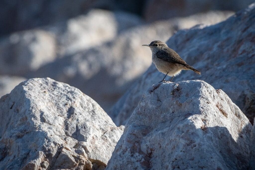 The Rock Wren | Wetlands Park Friends
