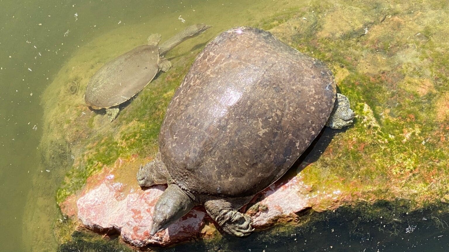 The Texas Spiny Softshell Turtle | Wetlands Park Friends