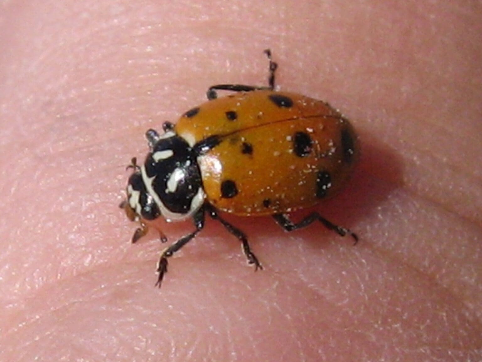 The Lady Beetle (a.k.a. Ladybug) | Wetlands Park Friends